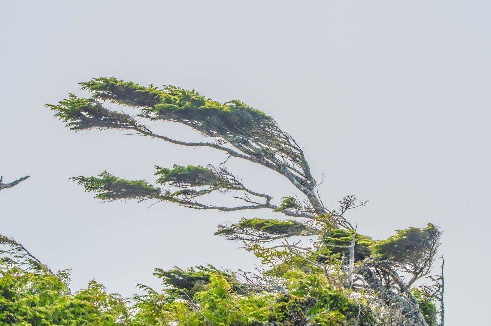 Wind-swept evergreen trees with branches growing horizontally ...
