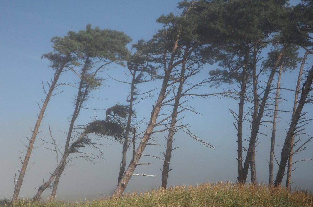 Wind-swept pine trees on a grassy hill, illustrating the powerful ...